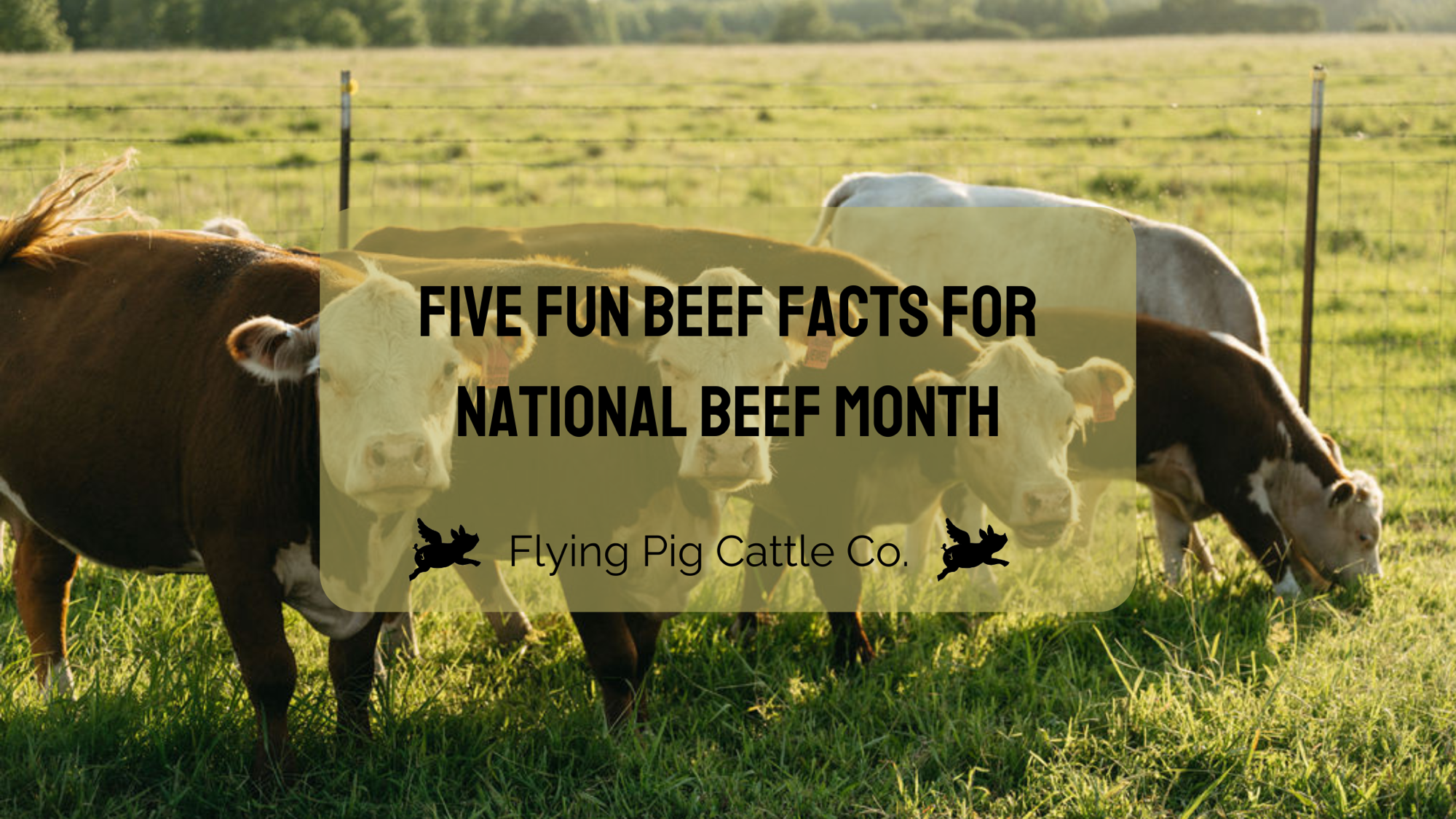 Fun facts for national beef month – Flying Pig Cattle Co.
